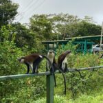 Half Day Grenada Seven Sisters, Grand Etang Nature Center Hiking Tour - Authentic Experiences and Traveler Feedback