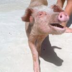 Half-Day Guided Boat Tour of Nassau Harbour and Rose Island - Practical Details and What to Expect