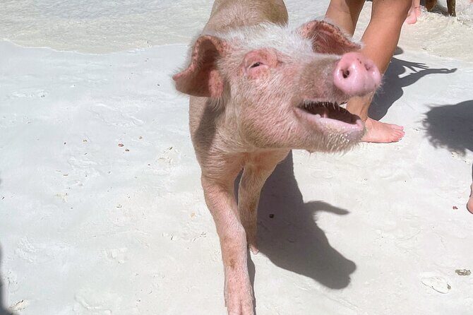 Half-Day Guided Boat Tour of Nassau Harbour and Rose Island - Practical Details and What to Expect