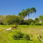Half Day Higuey City Tour from Punta Cana with Pick Up - Practical Tips and Considerations