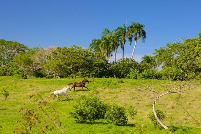 Half Day Higuey City Tour from Punta Cana with Pick Up - Practical Tips and Considerations