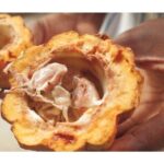 Half Day Private Island Adventure in Grenada - Practical Details: What You Need to Know