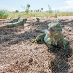 Half-day Snorkeling, Cruising, Iguana Island, Half Moon Bay - Who Will Love This Tour?