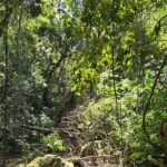 Half-Day St. Kitts Rainforest Hike - Who Will Love This Tour?
