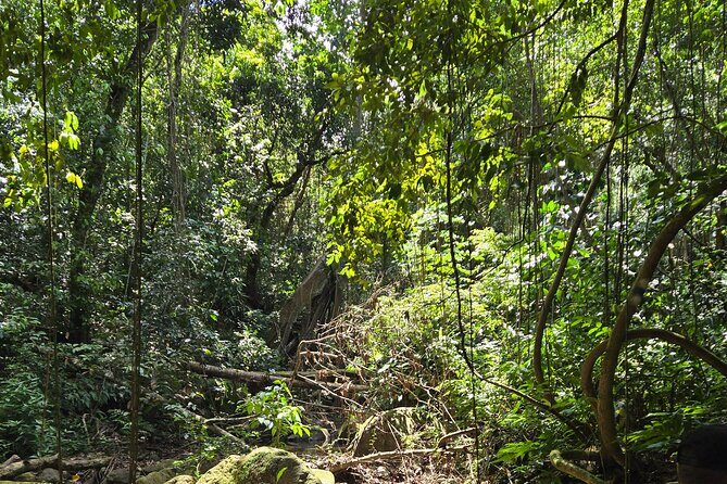 Half-Day St. Kitts Rainforest Hike - Who Will Love This Tour?