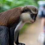 Half day tour: Grenada Seven Sisters Hike and Grand Etang Lake - Authentic Experiences and Real Feedback