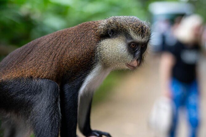 Half day tour: Grenada Seven Sisters Hike and Grand Etang Lake - Authentic Experiences and Real Feedback