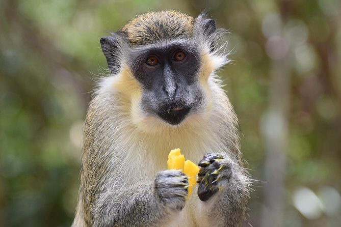 Half Day Tour St Nicholas Abbey and The Barbados Wildlife Reserve - FAQs