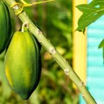 Higuey: Full-Day Tour with River Boat, Lunch, & Voodoo Show - The Rural Heart: Sugar and Community