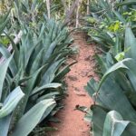 Hike Goto "Flamingo" Meer Trail & Explore North Bonaire - Who Should Consider This Tour?