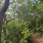 Hike St Kitts: Wingfield Rainforest and Romney Experience - Who Will Love This Experience?