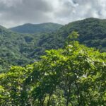 Hike St Kitts: Wingfield Rainforest and Romney Experience - The Highlights of the Tour