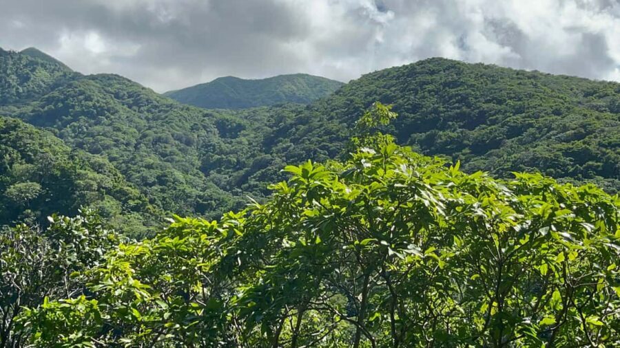 Hike St Kitts: Wingfield Rainforest and Romney Experience - The Highlights of the Tour