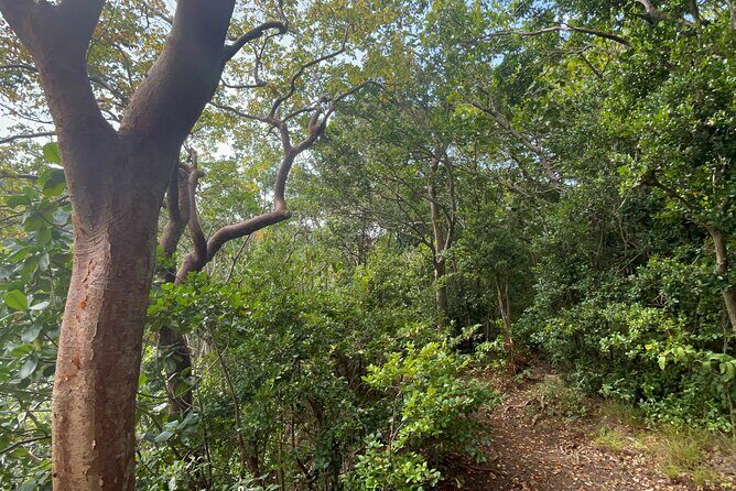 Hike St Kitts: Wingfield Rainforest and Romney Experience - Who Will Love This Experience?