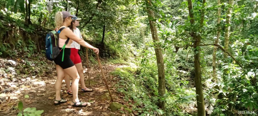 Hiking Adventure Through Grand E'tang RainForest - An In-Depth Look at the Rainforest Journey