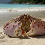 Honeymoon Beach Eco Hike and Snorkel - Authentic Experiences and Honest Feedback