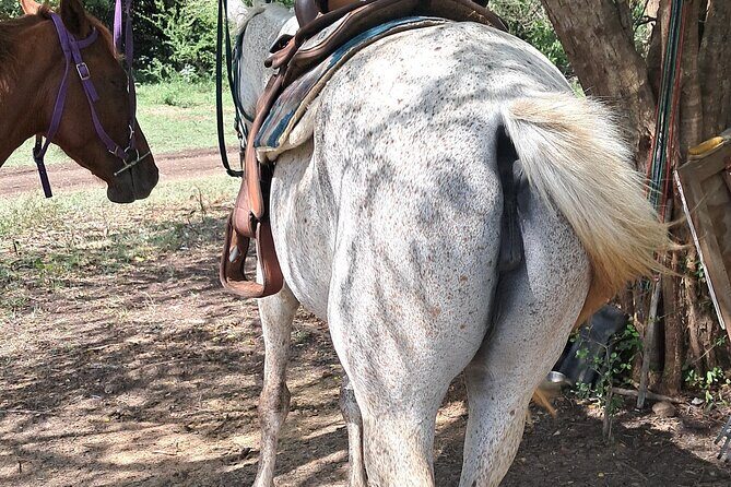 Horse Ride and Hike Tour to Pigeon Island with Lunch with Dore's - What Travelers Say and What to Expect