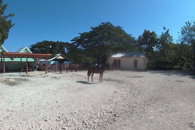 Horseback ride n Swim - FAQ