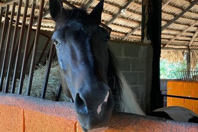 Horseback Riding and Taíno Cave Exploration - Practical Details and Experience Tips