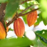 Horseback riding in Punta Cana - The Experience in Detail