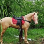 Horseback Riding tour near Santo Domingo with pick up and dropoff - Review Insights: Authenticity and Safety