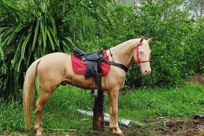 Horseback Riding tour near Santo Domingo with pick up and dropoff - Review Insights: Authenticity and Safety