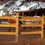 Horseback Riding Wariruri Beach Tour in Aruba - FAQs