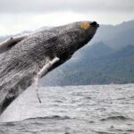 Humpback Whales Excursion in Samana - The Itinerary: What to Expect at Each Stop