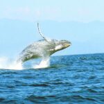 Humpback whales Watching + Samana Eco-Tour - Practical Tips for Travelers