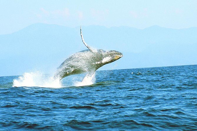 Humpback whales Watching + Samana Eco-Tour - Practical Tips for Travelers