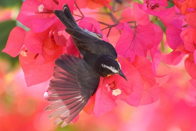 Hunte's Garden and St Nicholas Abbey small group Barbados tour - Bathsheba Beach: Surf, Views, and Coastal Charm
