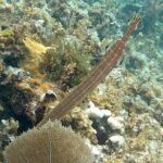 Incredible Negril Guided Snorkeling To Reef, Anchor, and Cannon - The Value of the Tour