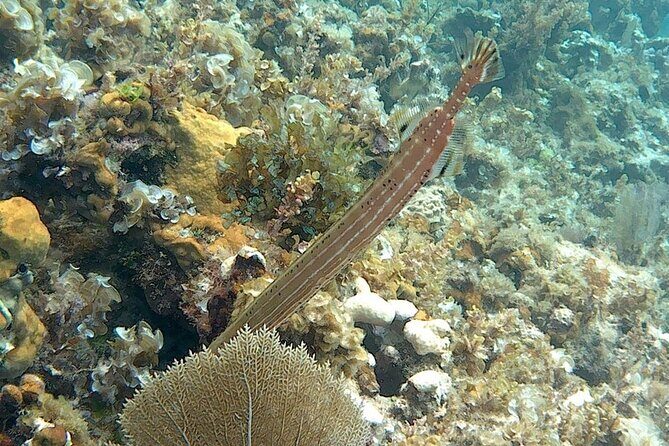 Incredible Negril Guided Snorkeling To Reef, Anchor, and Cannon - The Value of the Tour