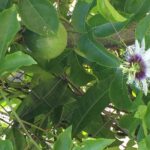 Individuelle Regenwald Tour - Shurland Nature Park and Tobago’s Endemic Birds