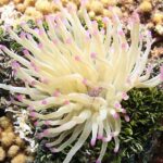 Introduction Shore Dive with Scubaçao (2 dives) - Who Should Consider This Tour?