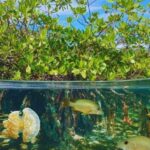 Isla Saona Speedboat Tour - Lunch, Wildlife & Natural Pools - What Makes This Tour Stand Out?