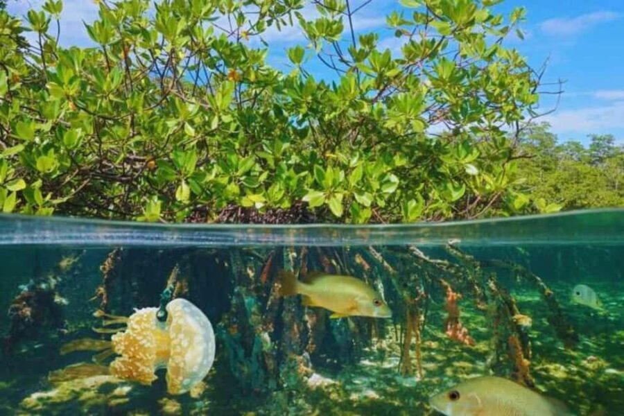 Isla Saona Speedboat Tour - Lunch, Wildlife & Natural Pools - What Makes This Tour Stand Out?