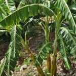 Island Eco Farm Tour with Local Treats and Sapphire Beach Time - A Deep Dive into the Tour Experience