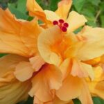 Island Life Tour - Practical Details and What to Expect