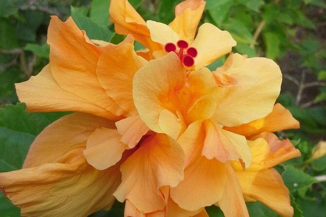 Island Life Tour - Practical Details and What to Expect