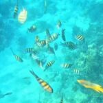 Island Skipper Private Boat Charter & Snorkel Experience - Setting the Scene: The Experience in Detail