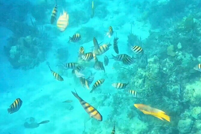 Island Skipper Private Boat Charter & Snorkel Experience - Setting the Scene: The Experience in Detail