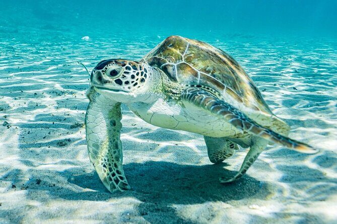 Island Treasures: Caves, Turtles and Turquoise Beach Break - The Itinerary in Detail