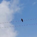 Jamaica Blue Mountain Coffee Tour and sightseeing experience - The Sum Up