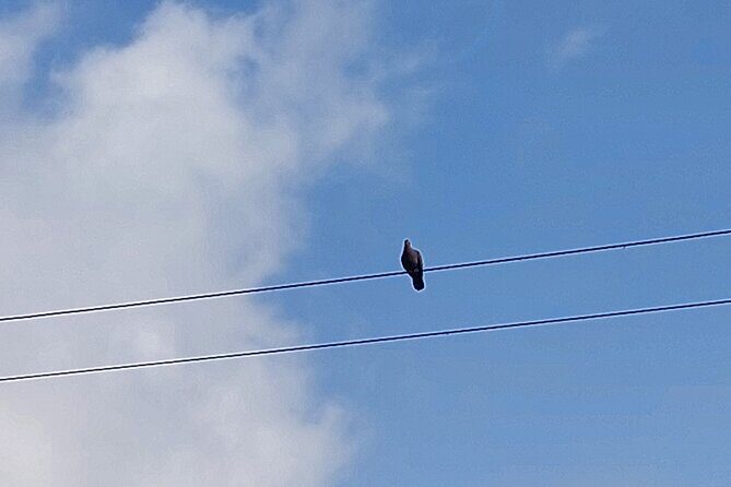 Jamaica Blue Mountain Coffee Tour and sightseeing experience - The Sum Up