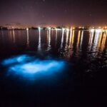 Jamaica Luminous Lagoon Private Tour with Transportation - Swimming in the Lagoon