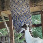 Jamaican Farm Life, Local Beach Experience - Family Friendly - Practical Tips for Travelers