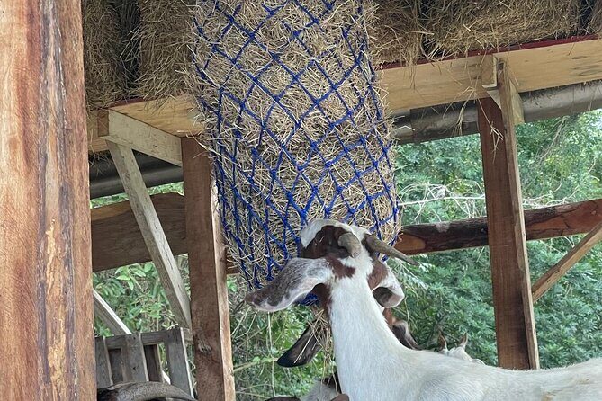 Jamaican Farm Life, Local Beach Experience - Family Friendly - Practical Tips for Travelers