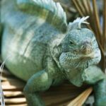 Jet Ski Adventure to Split Rock, Pirates Cove, Iguana Bay Cay - The Itinerary in Detail