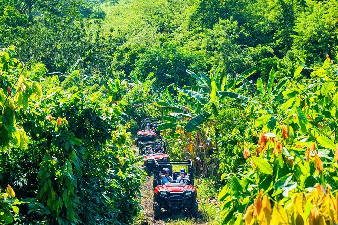 Jungle Buggies + Ziplines Adventures - What Makes This Tour Stand Out?